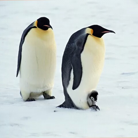 zengbu - 嘉立创EDA开源硬件平台